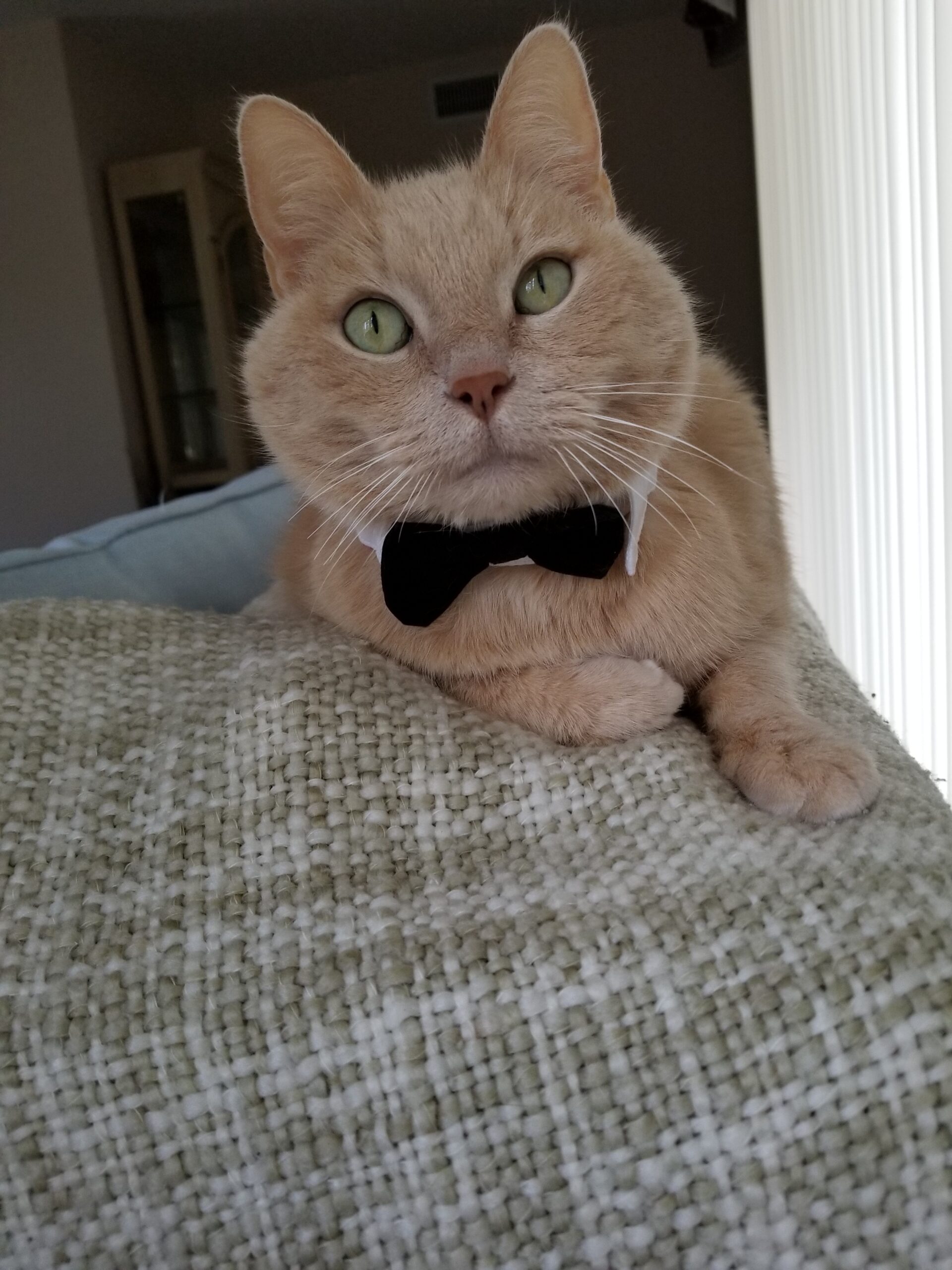Cheese the Cat - mikejanesin.com